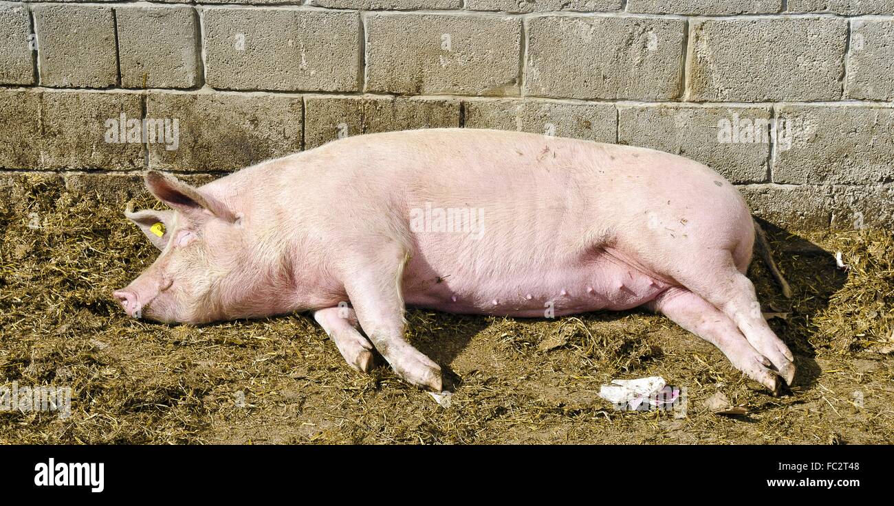 pink female pig sleeping in sunshine Stock Photo - Alamy