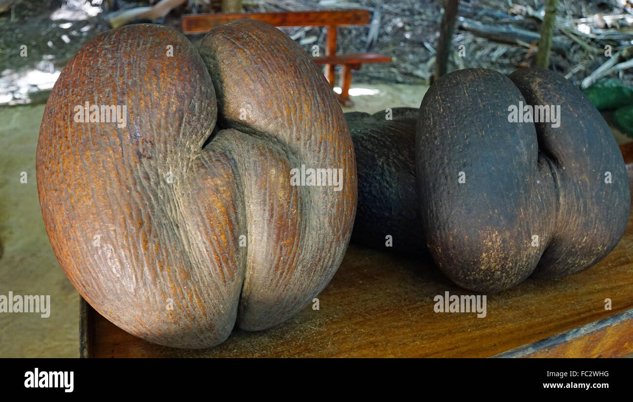 Coco De Mer High Resolution Stock Photography and Images - Alamy