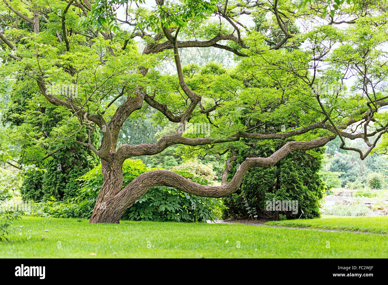 Big old tree at summer Stock Photo - Alamy