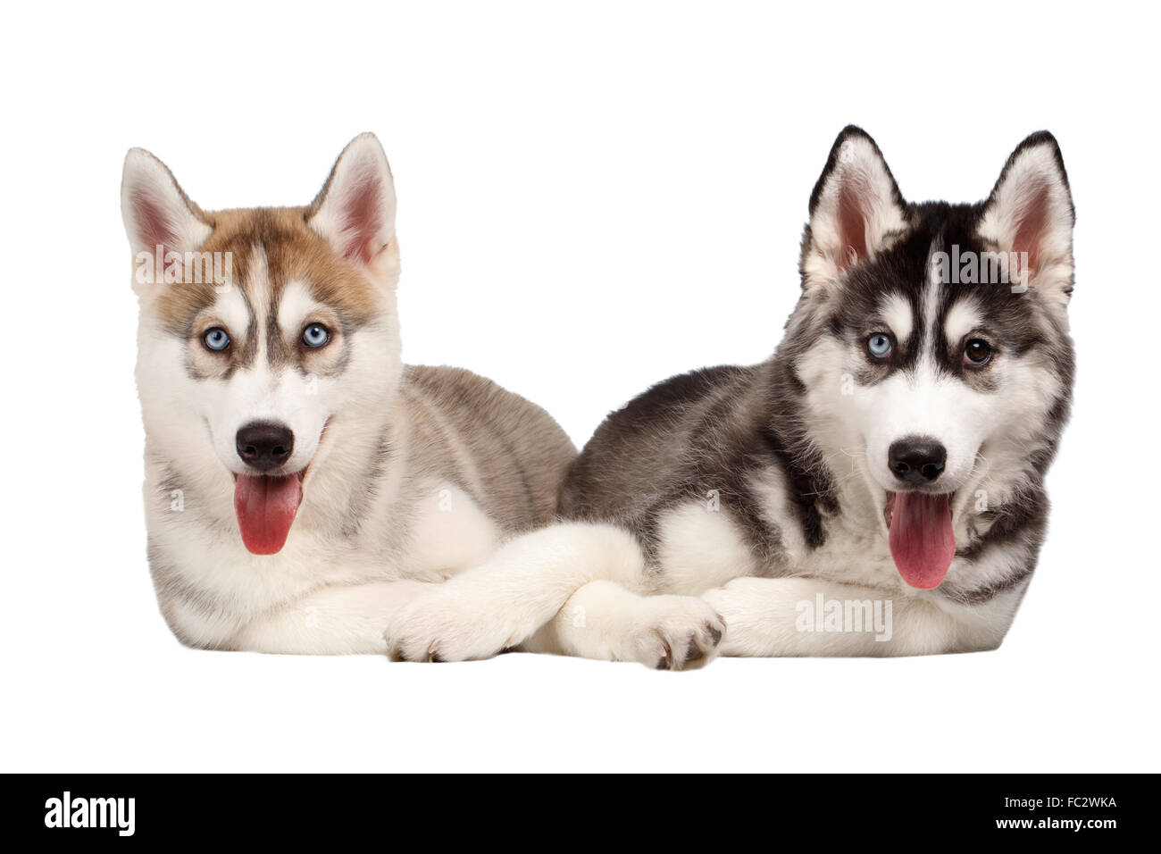 Two Siberian Husky Puppy isolated on White Stock Photo - Alamy