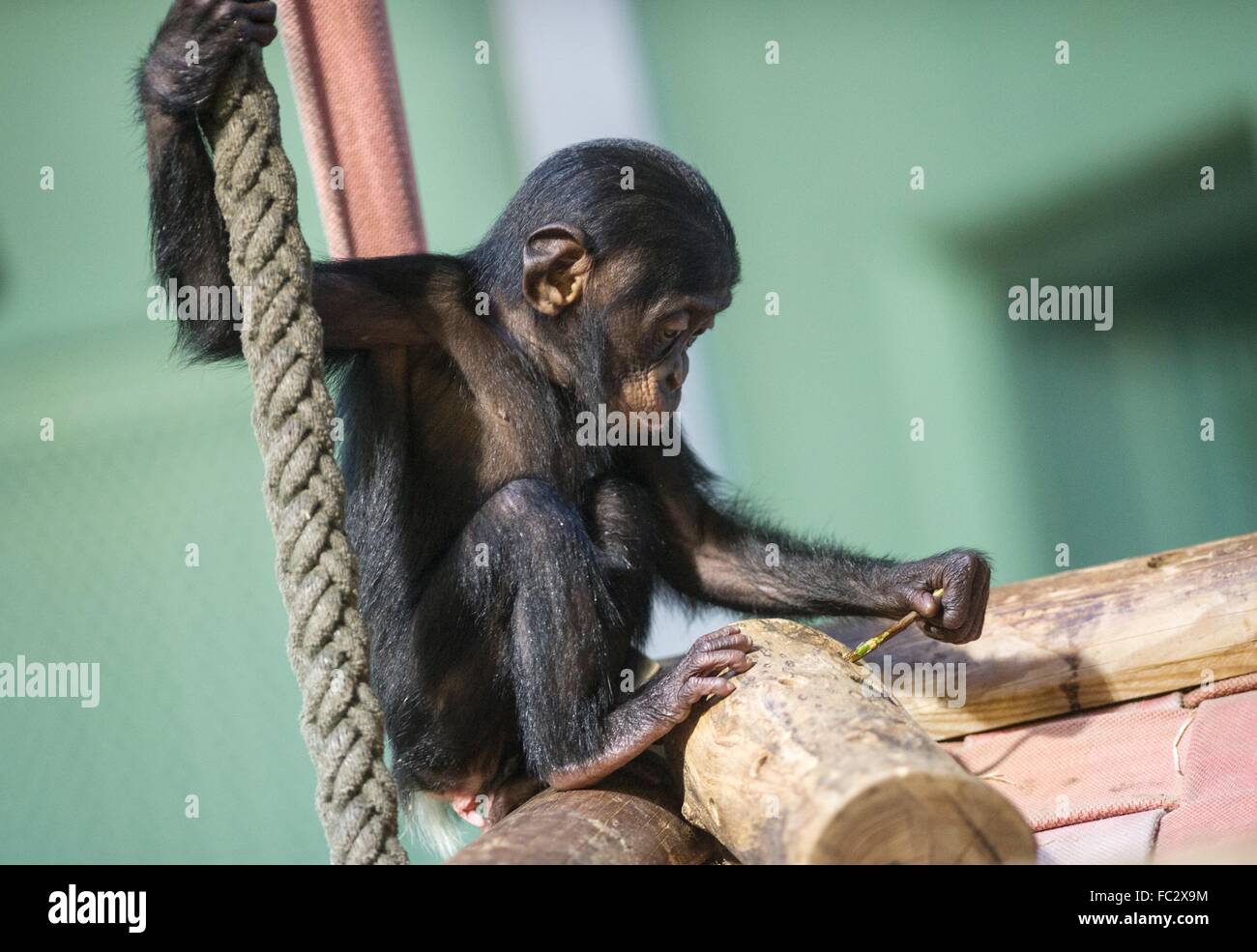 Berlin, Germany. 20th Jan, 2016. A small chimpanzee climbs in its ...