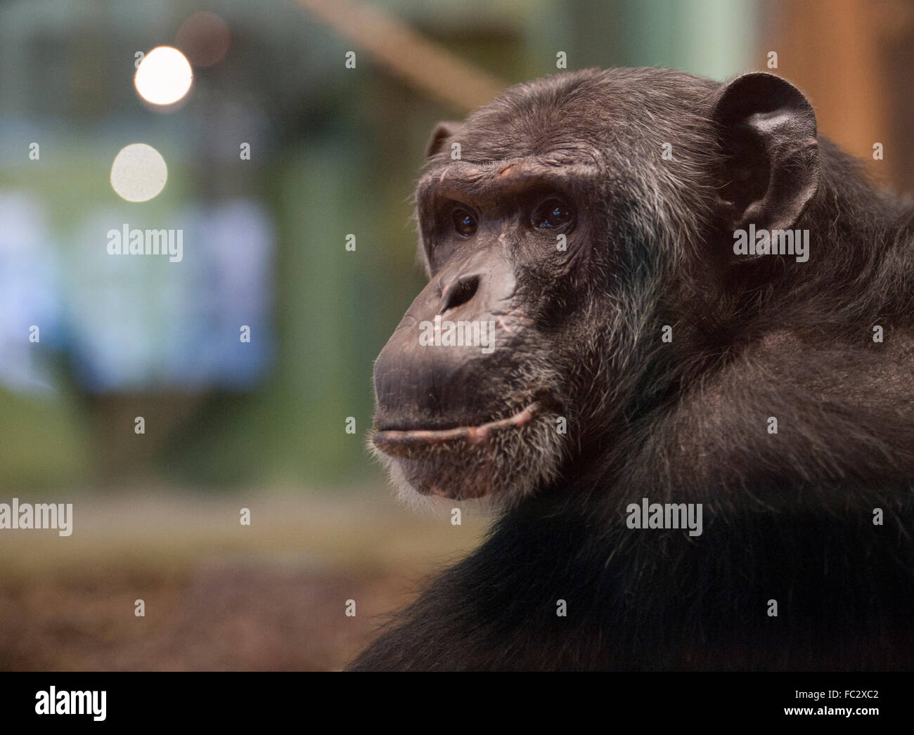 Berlin, Germany. 20th Jan, 2016. A chimpanzee sits in its enclosure at ...