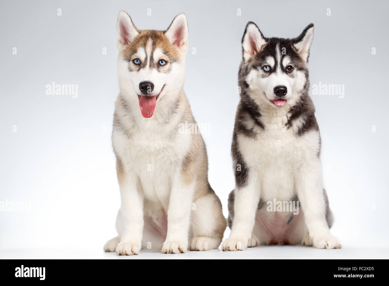 Two Siberian Husky Puppy isolated on White Stock Photo - Alamy