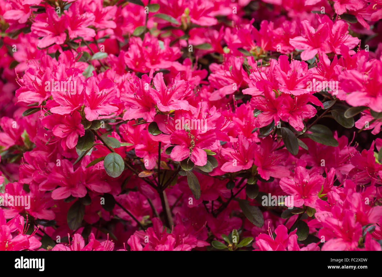 Azaleas in Spring Stock Photo - Alamy
