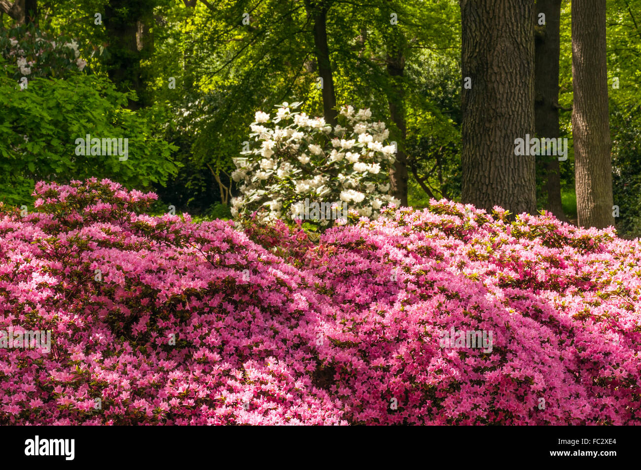 Azaleas in woods hi-res stock photography and images - Alamy