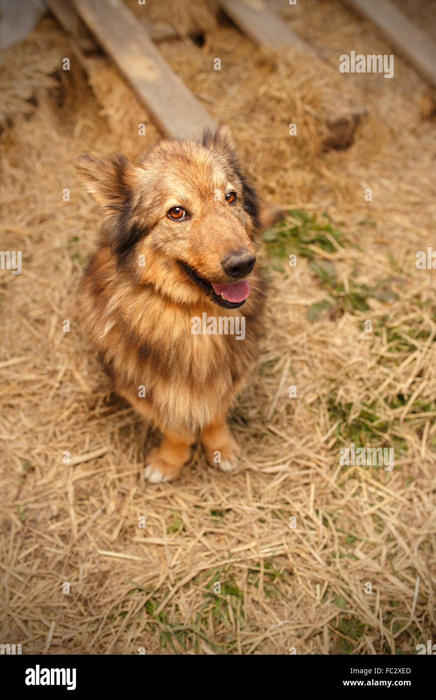 Big ginger hair do hi-res stock photography and images - Alamy
