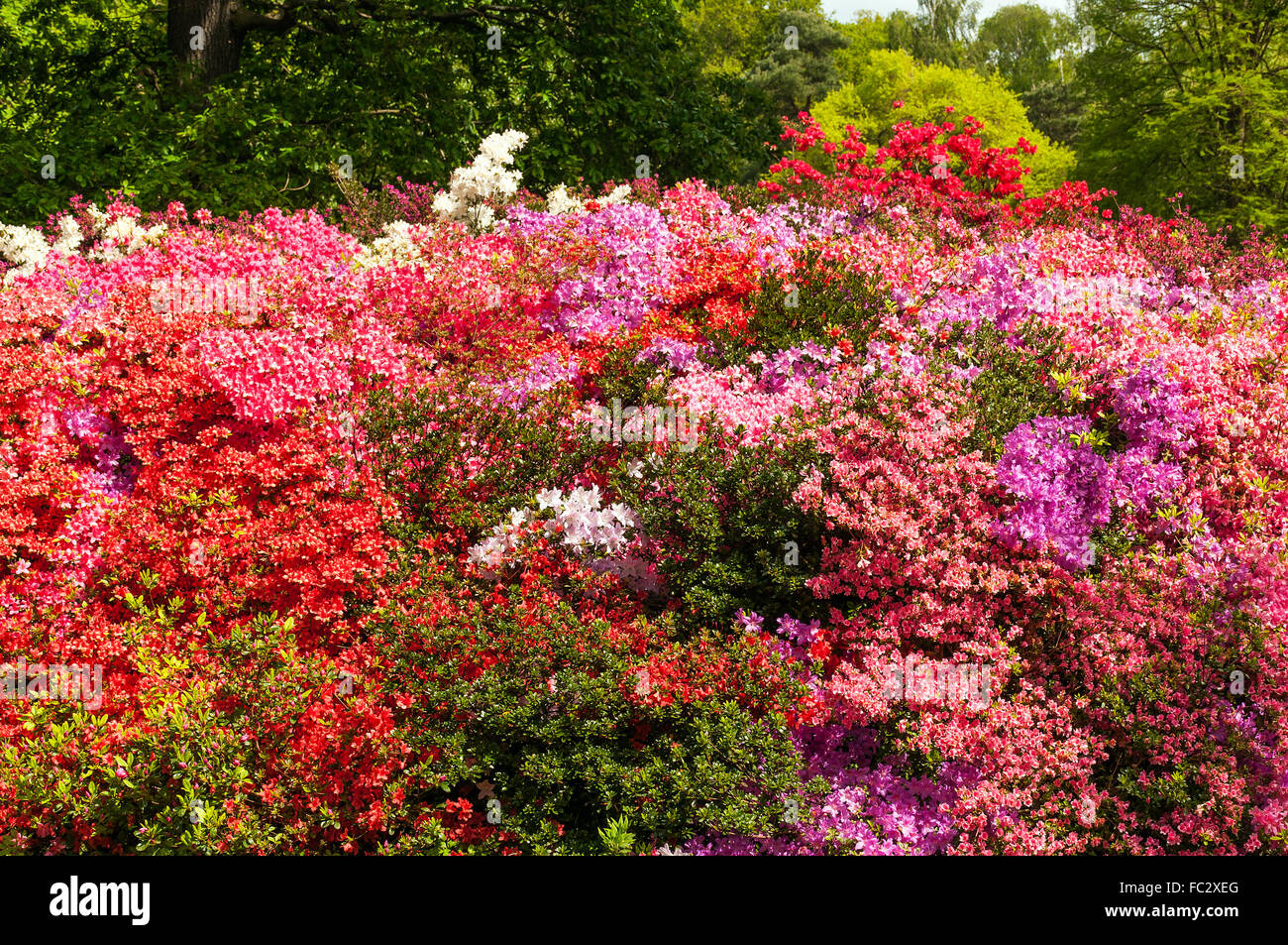 Azaleas in Spring Stock Photo - Alamy