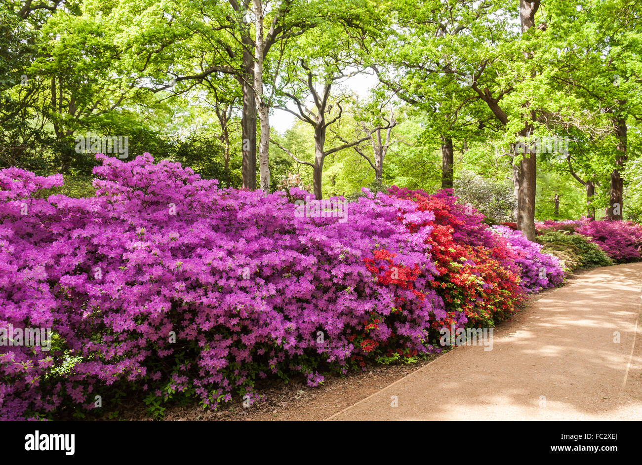 Azaleas in Spring Stock Photo - Alamy