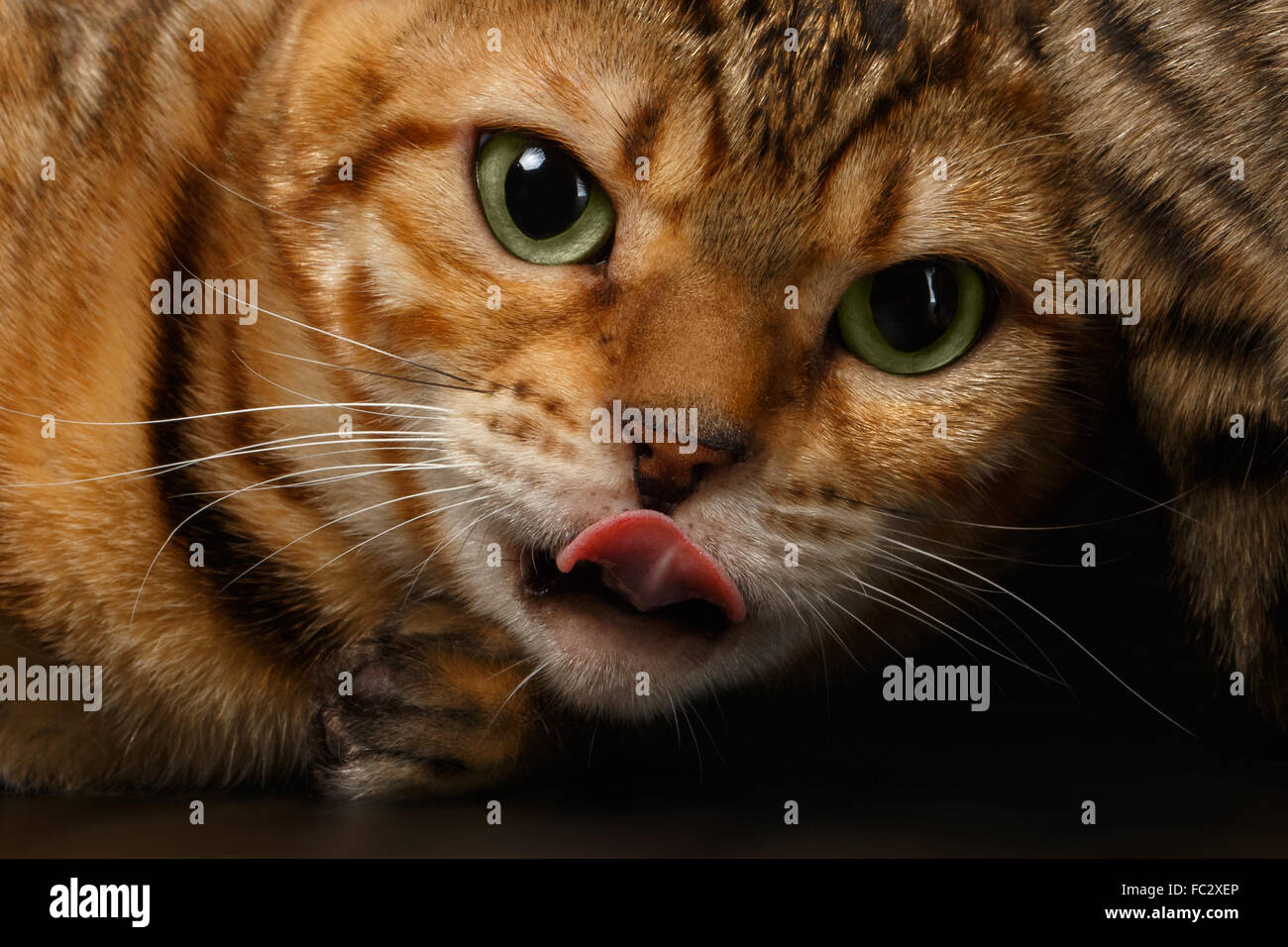 Licked hi-res stock photography and images - Alamy