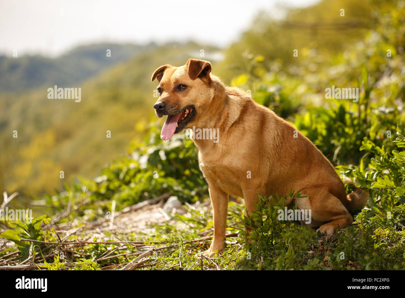 Funny Ginger Dog Stands on Grass Outdoor Stock Photo - Alamy