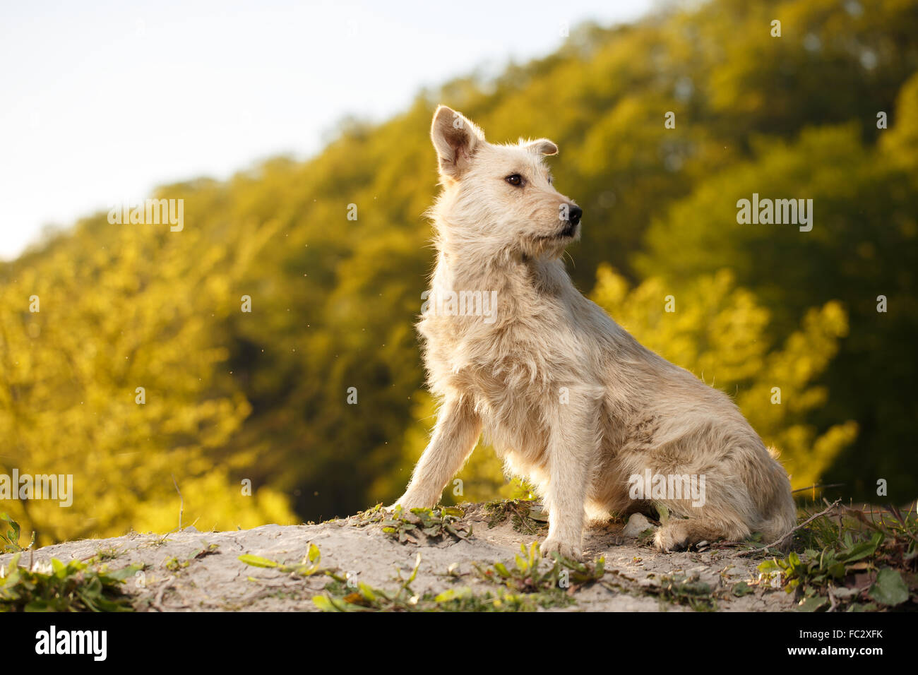 Ginger dog hi-res stock photography and images - Alamy