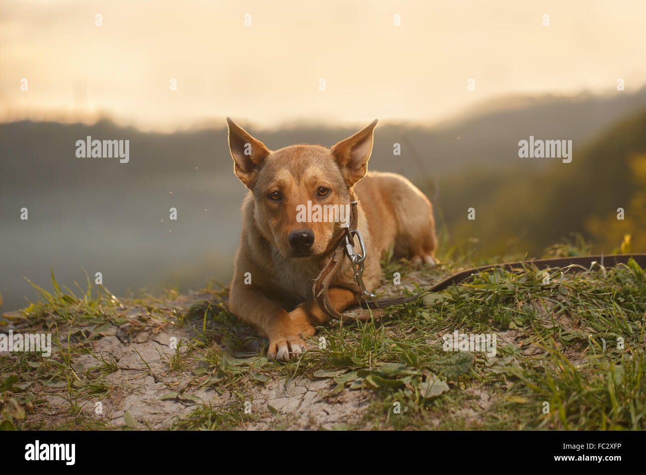 Pity Ginger Dog Outdoor on Green Background Stock Photo - Alamy