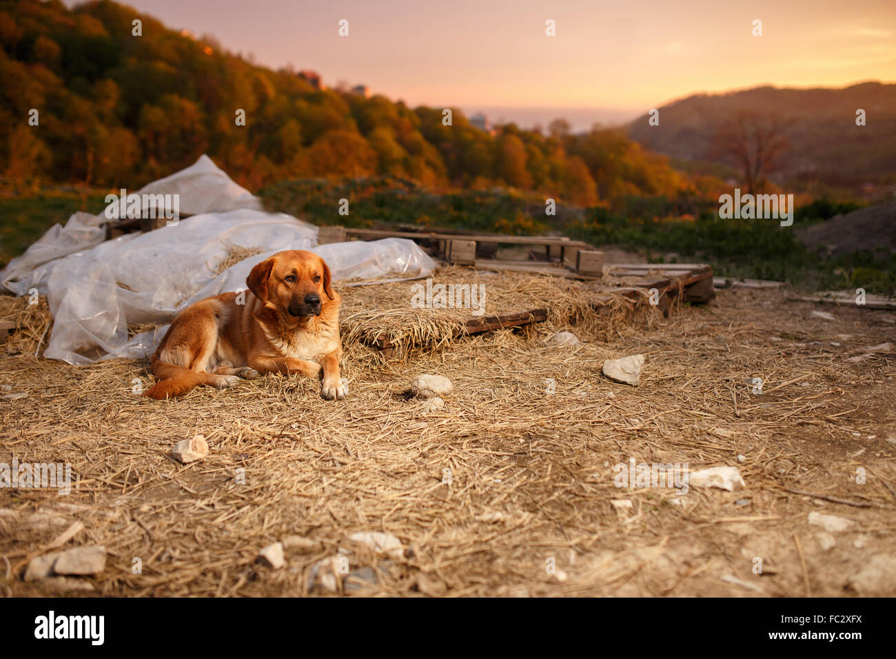 Ginger mixed breed hi-res stock photography and images - Alamy