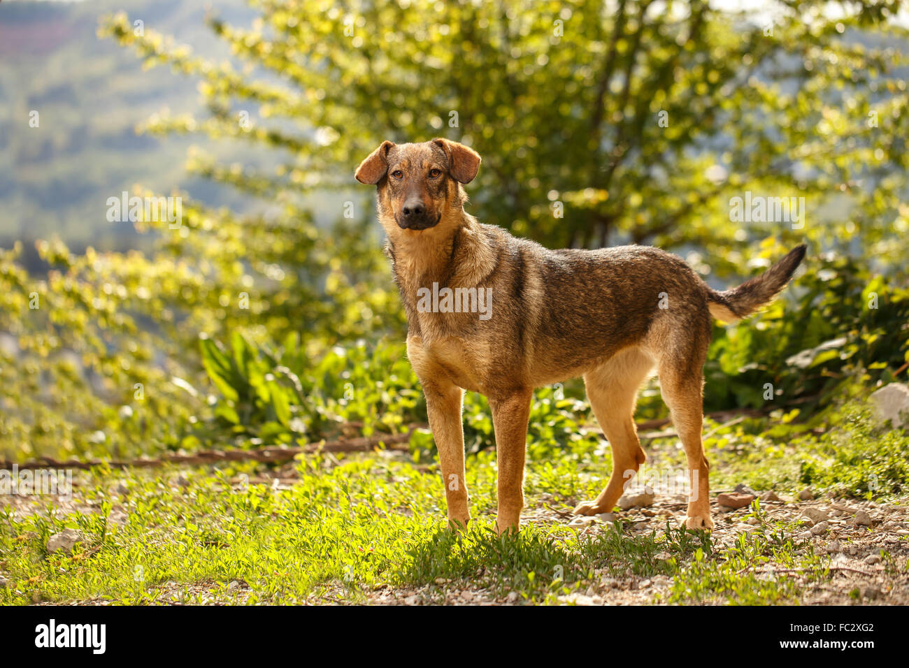Funny Ginger Dog Stands on Grass Outdoor Stock Photo - Alamy