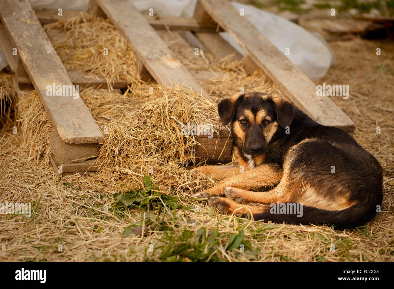 Mixed breed mutt dog golden hi-res stock photography and images - Alamy
