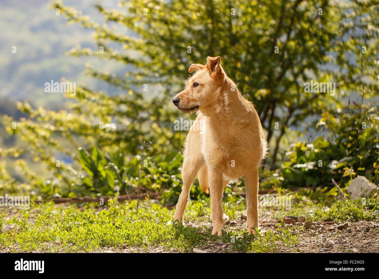 Ginger funny hi-res stock photography and images - Alamy