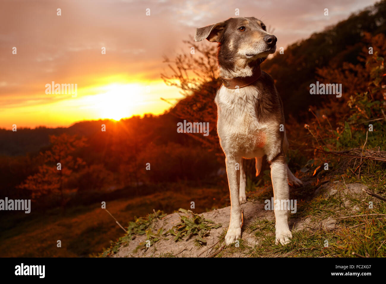 Funny Mixed Breed Gray Dog Stock Photo - Alamy