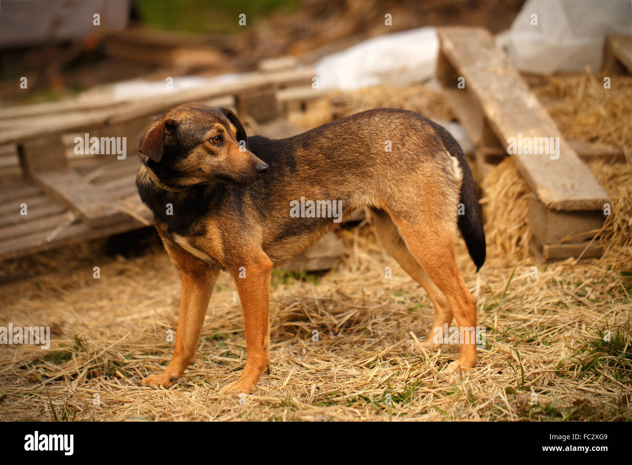 Mixed Breed Ginger Dog Stands on Manger Stock Photo - Alamy