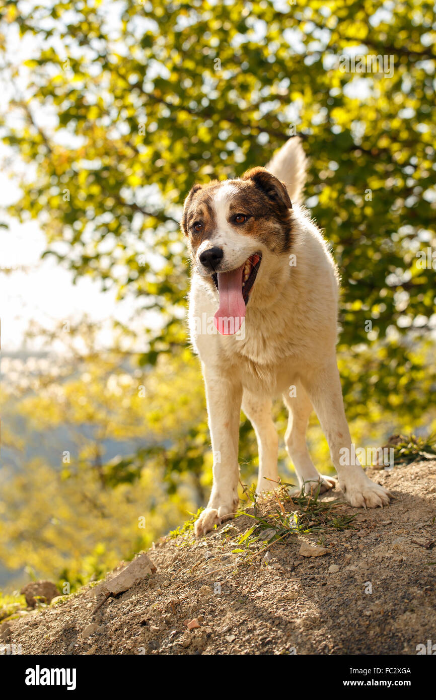 Beautiful dog stands on hi-res stock photography and images - Alamy