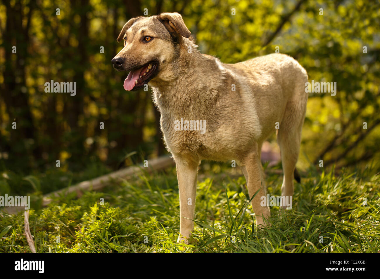 Funny shepherd dog on hi-res stock photography and images - Alamy