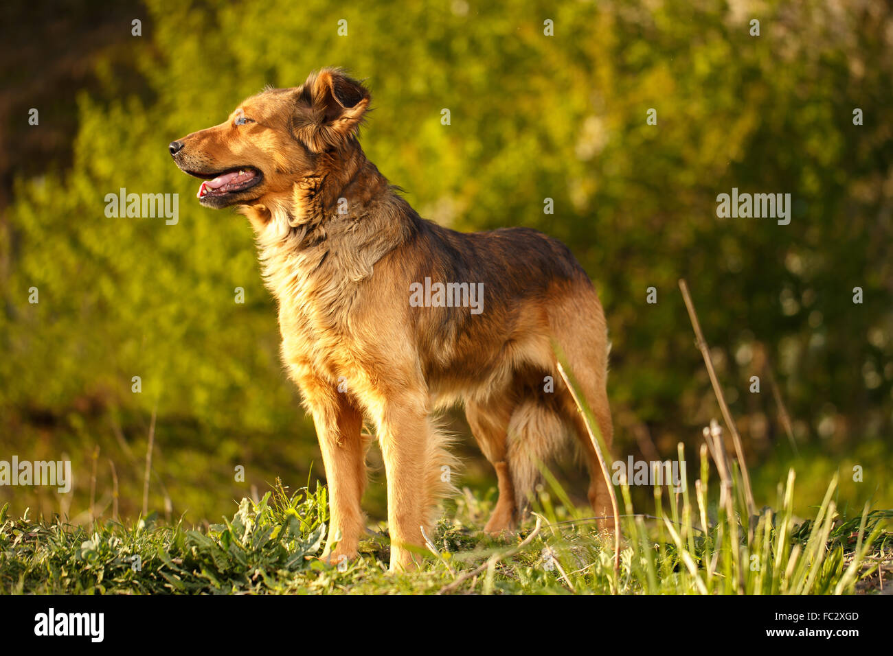 Portrait ginger dog outdoor hi-res stock photography and images - Alamy