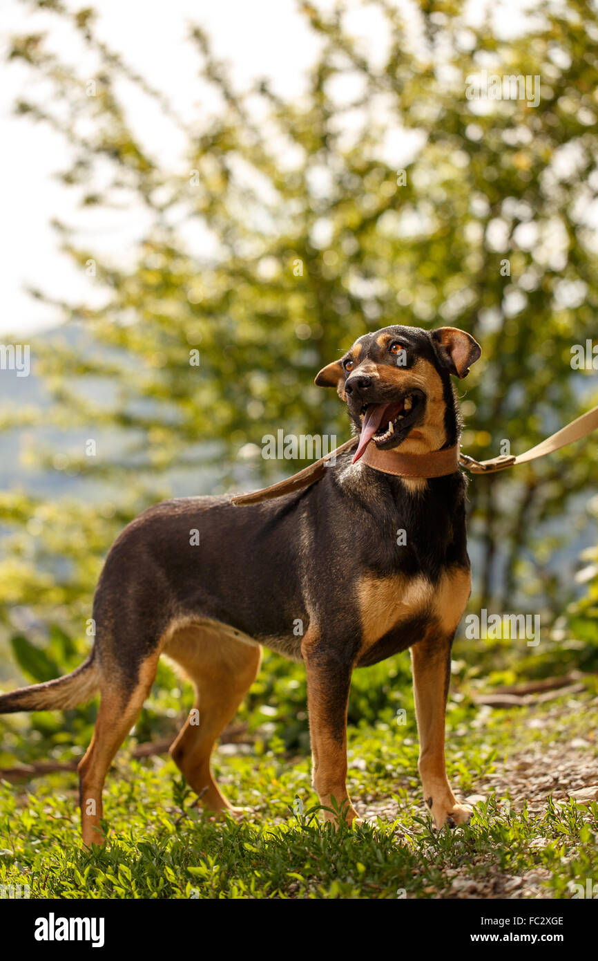 Funny Ginger Dog Stands on Grass Outdoor Stock Photo - Alamy