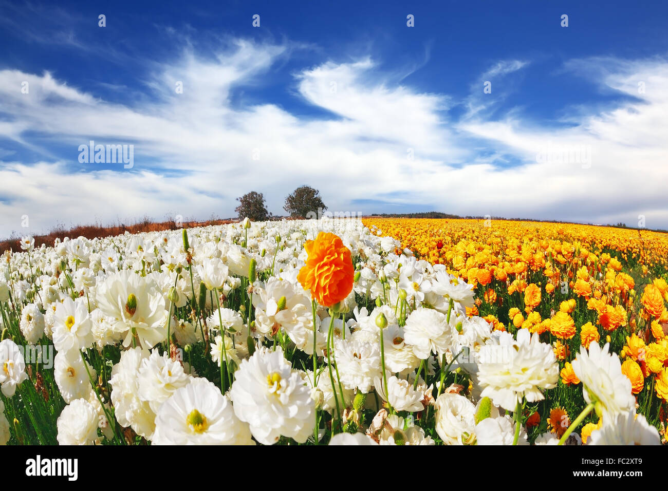 The wonderful weather Stock Photo - Alamy