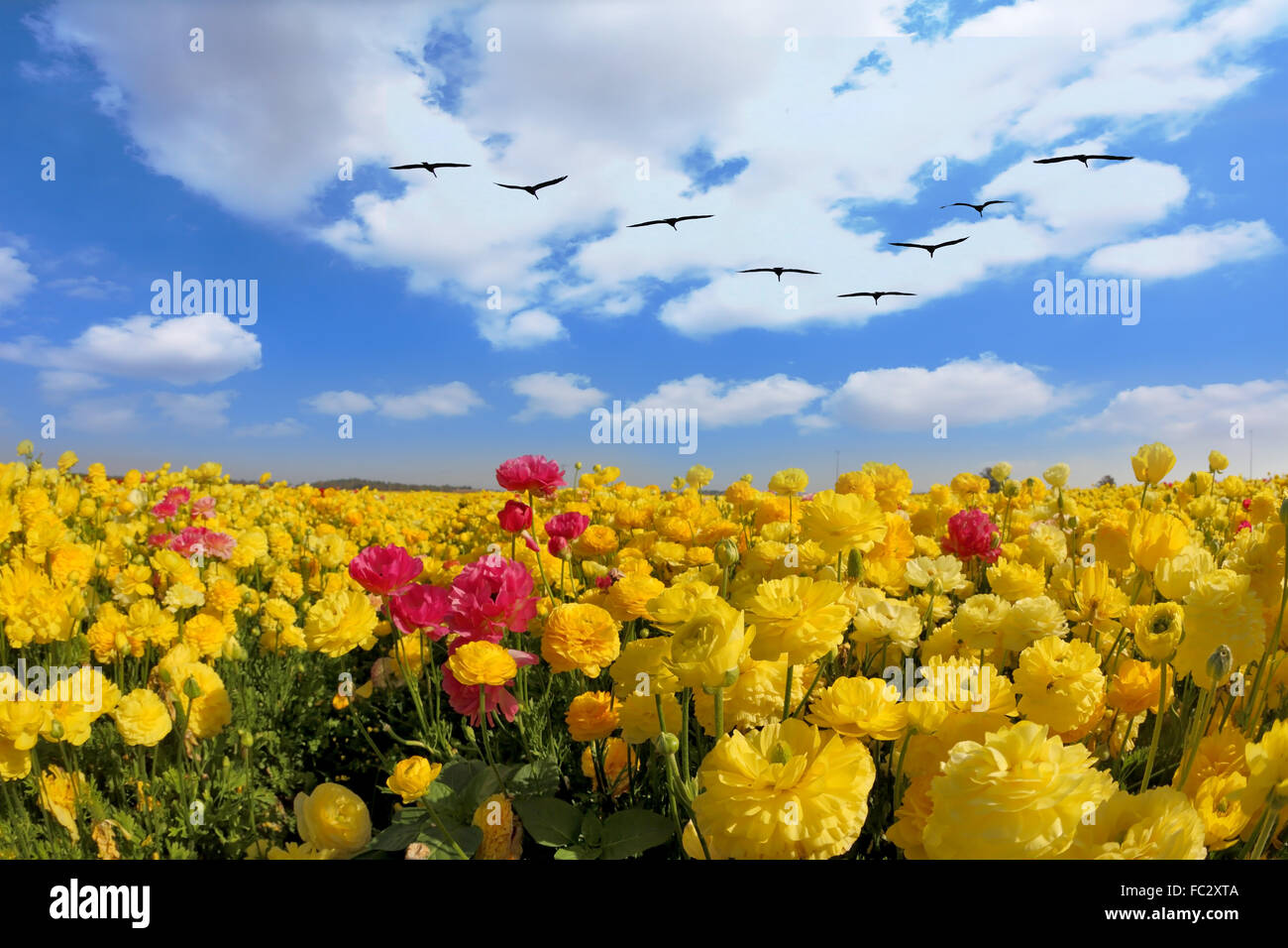 The large field of yellow ranunculus Stock Photo - Alamy