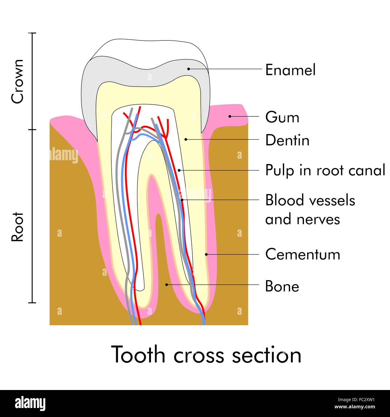 Surgery blood pulp hi-res stock photography and images - Alamy