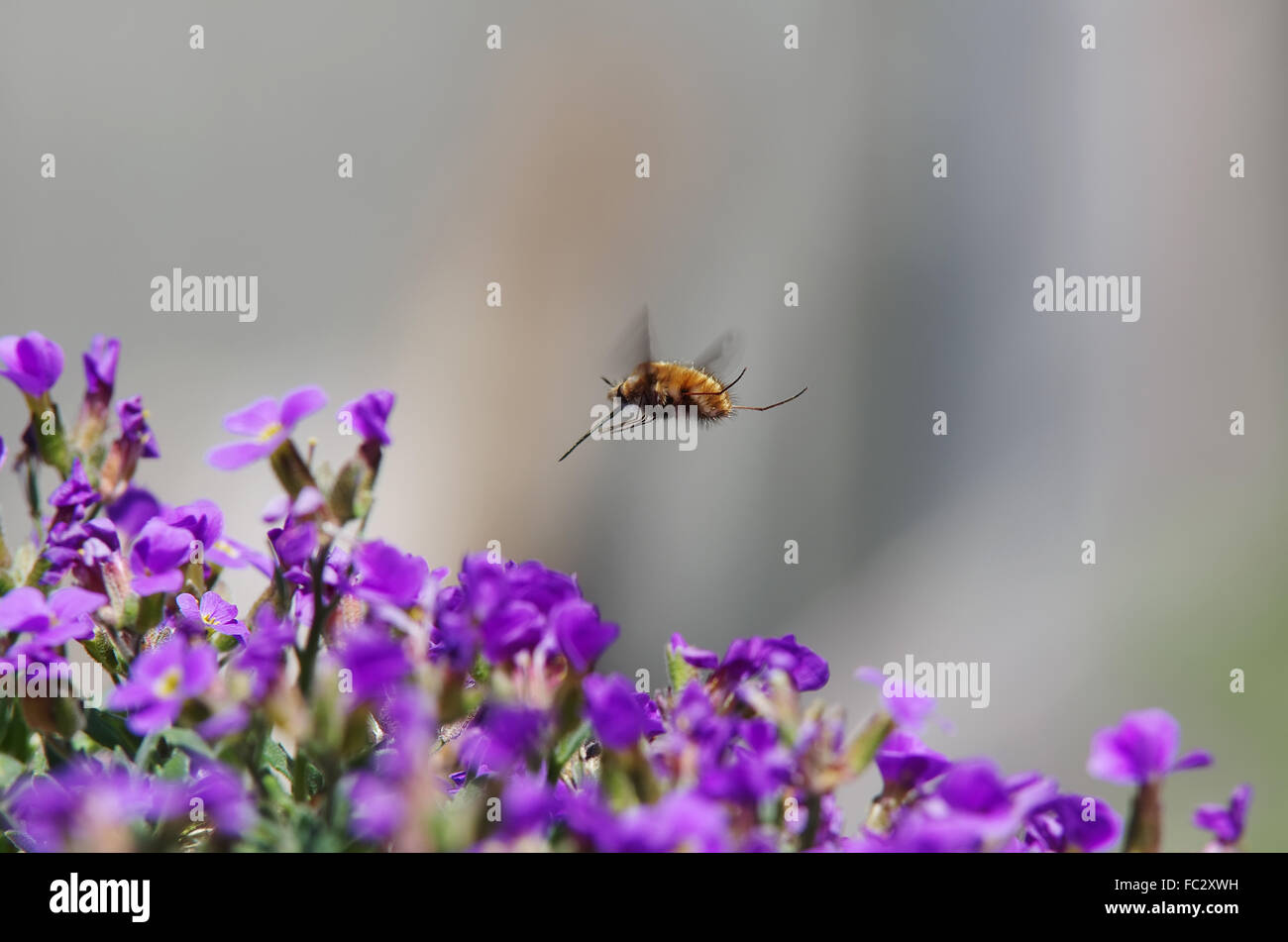 Insect in flight Stock Photo - Alamy