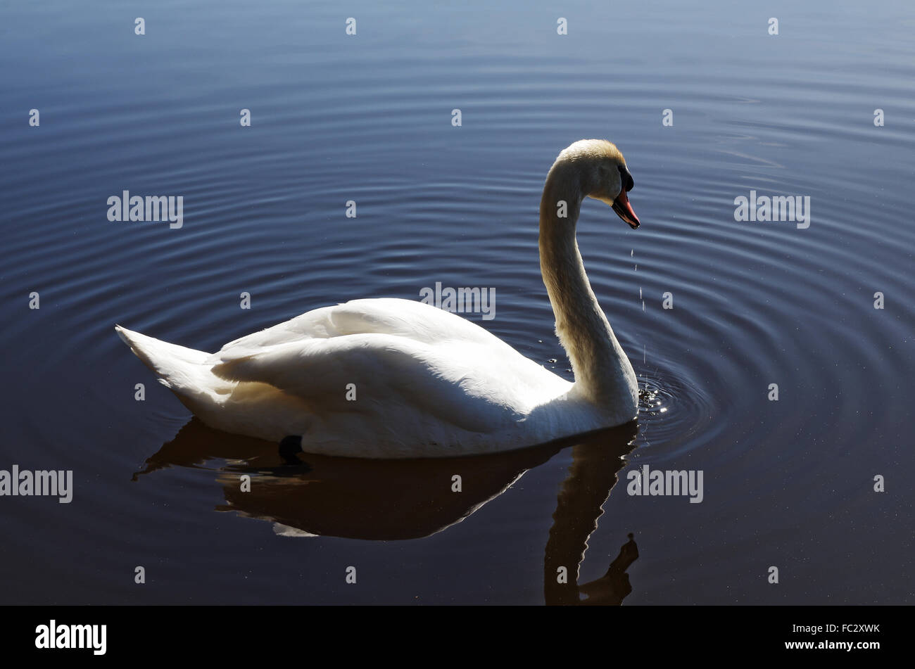 Floating swan hi-res stock photography and images - Alamy