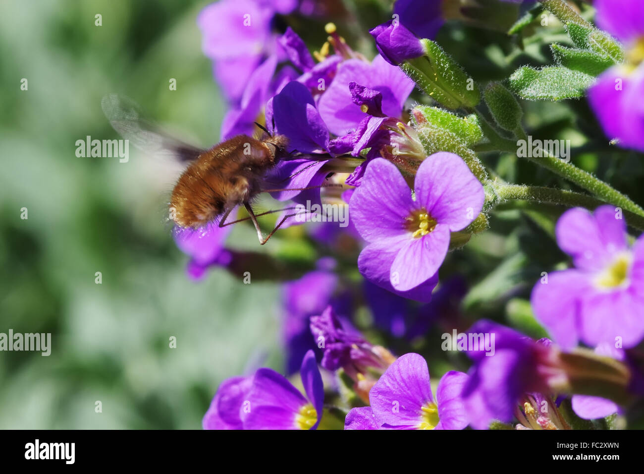 Insect drinking nectar Stock Photo - Alamy