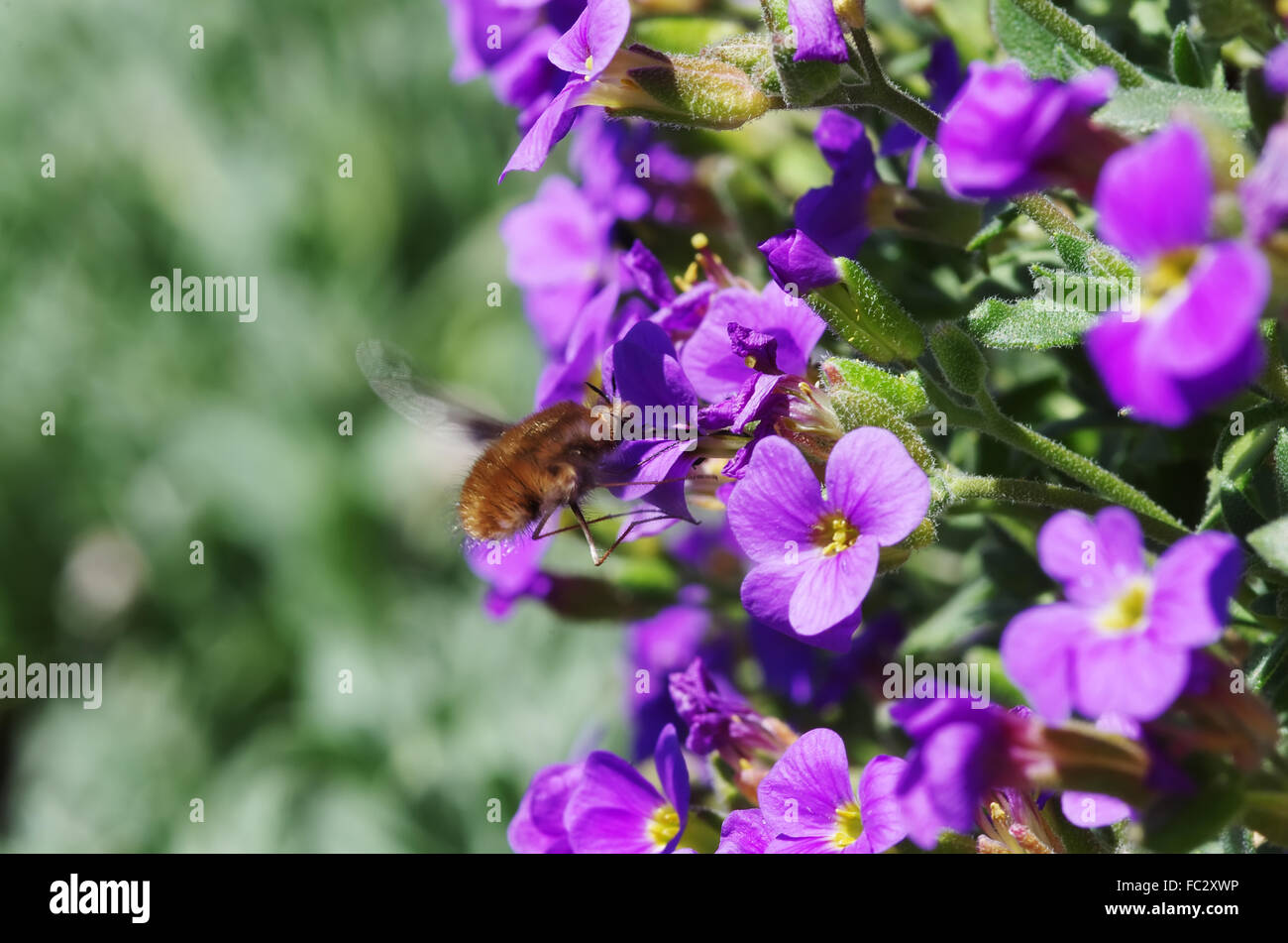 Insect drinking nectar hi-res stock photography and images - Alamy
