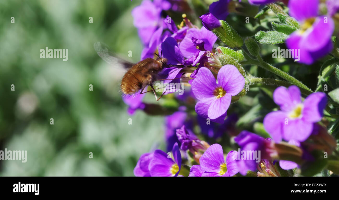 Insect drinking nectar Stock Photo - Alamy