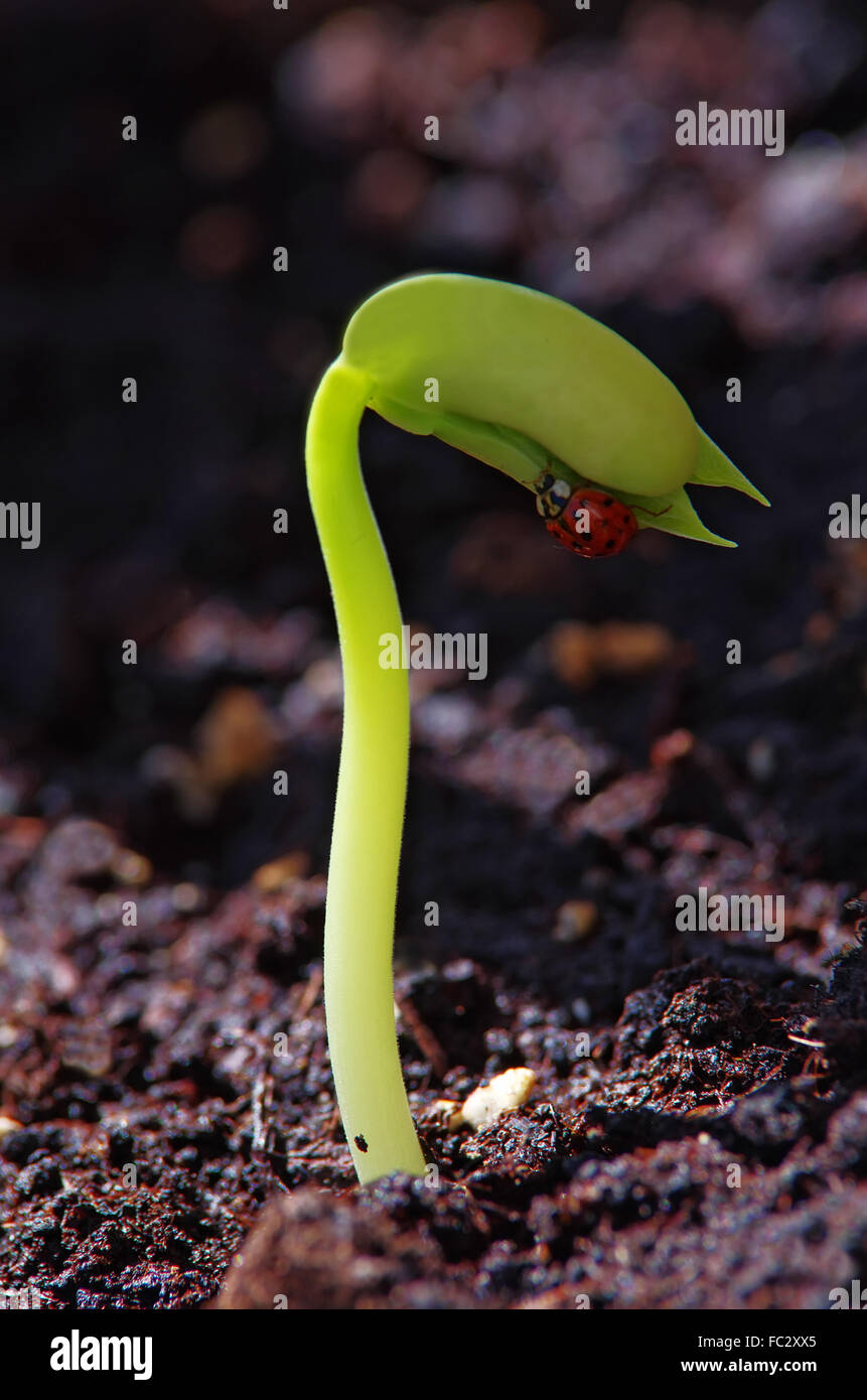 Ladybug on bean seedling Stock Photo - Alamy