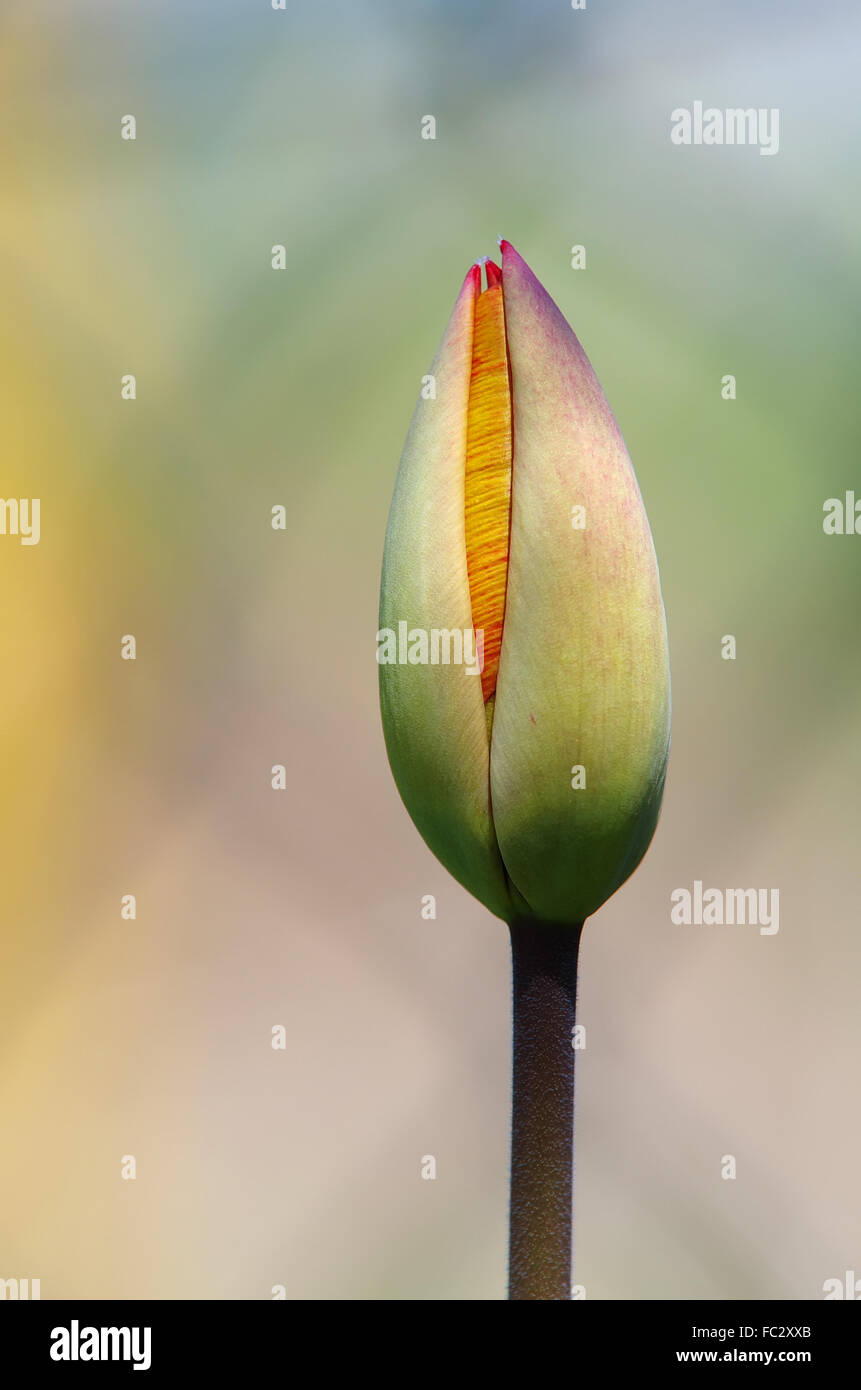 Opening tulip bud Stock Photo - Alamy