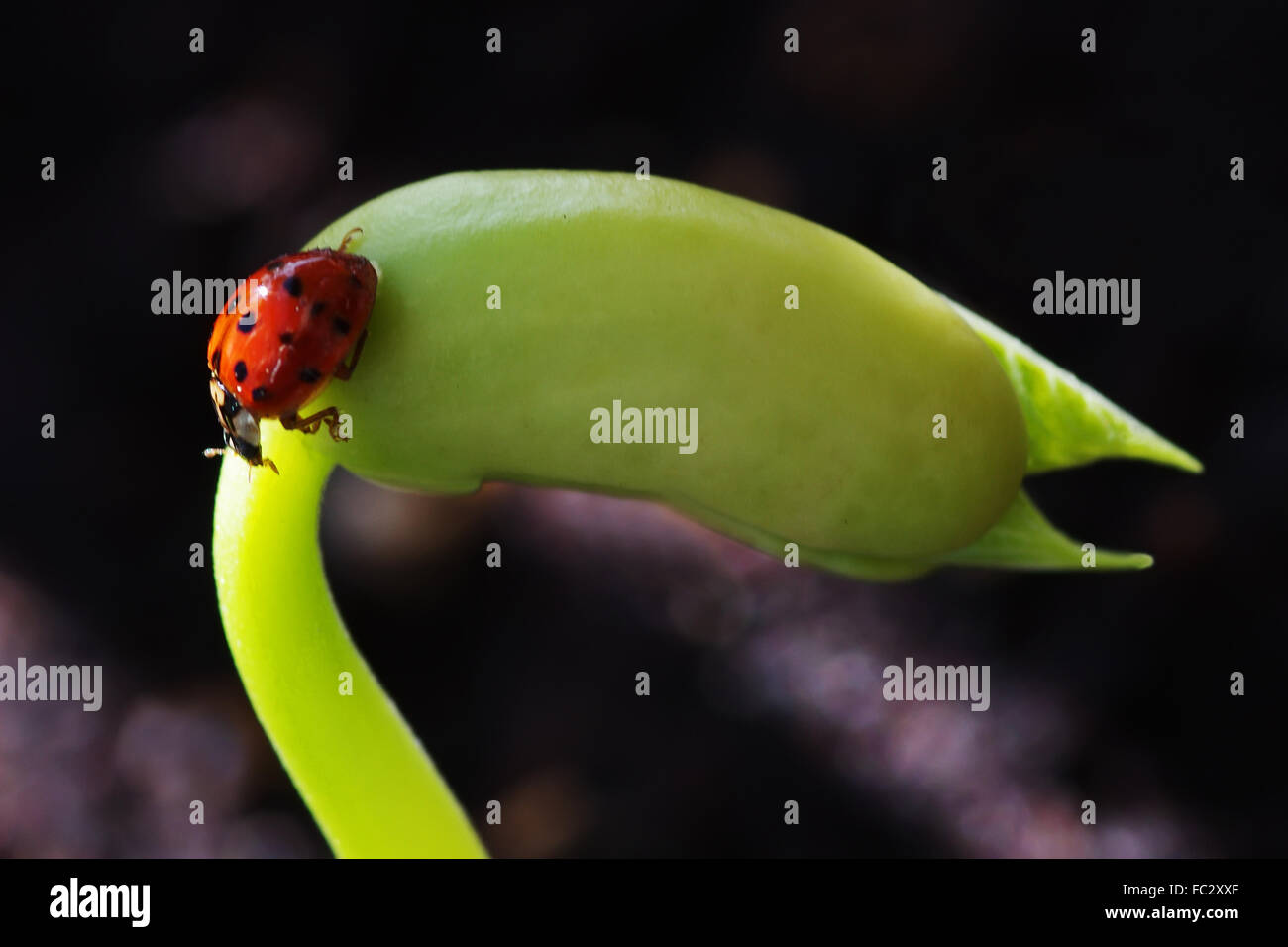 Ladybug on bean hi-res stock photography and images - Alamy
