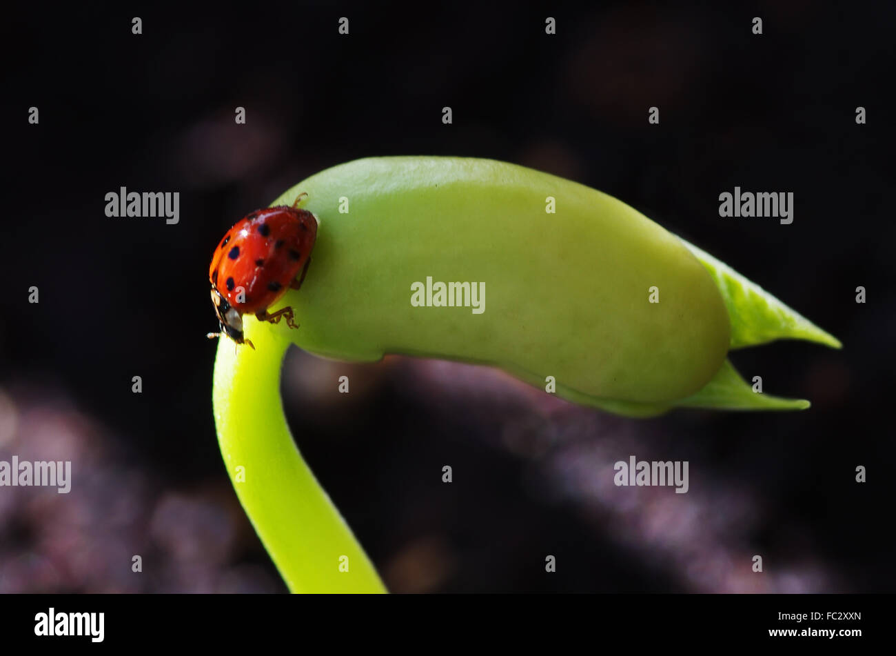 Ladybug on bean seedling Stock Photo - Alamy
