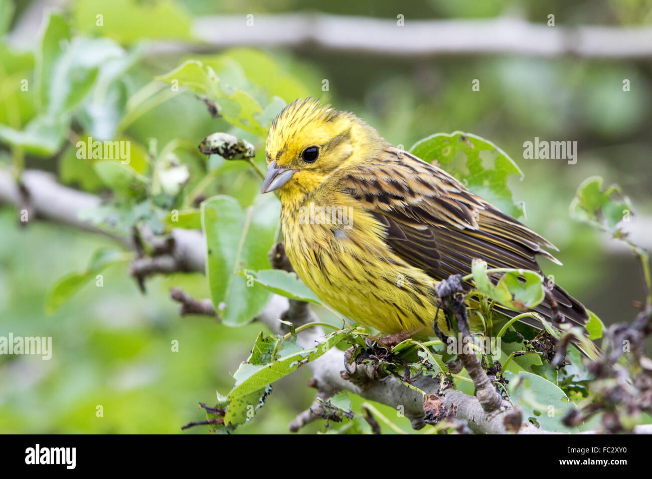 Yellowhammer hi-res stock photography and images - Alamy
