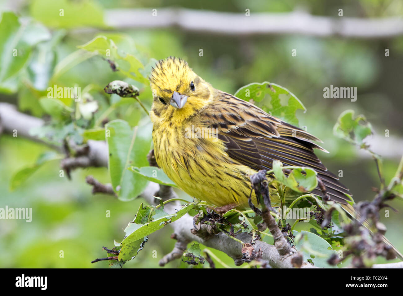 Yellowhammer hi-res stock photography and images - Alamy