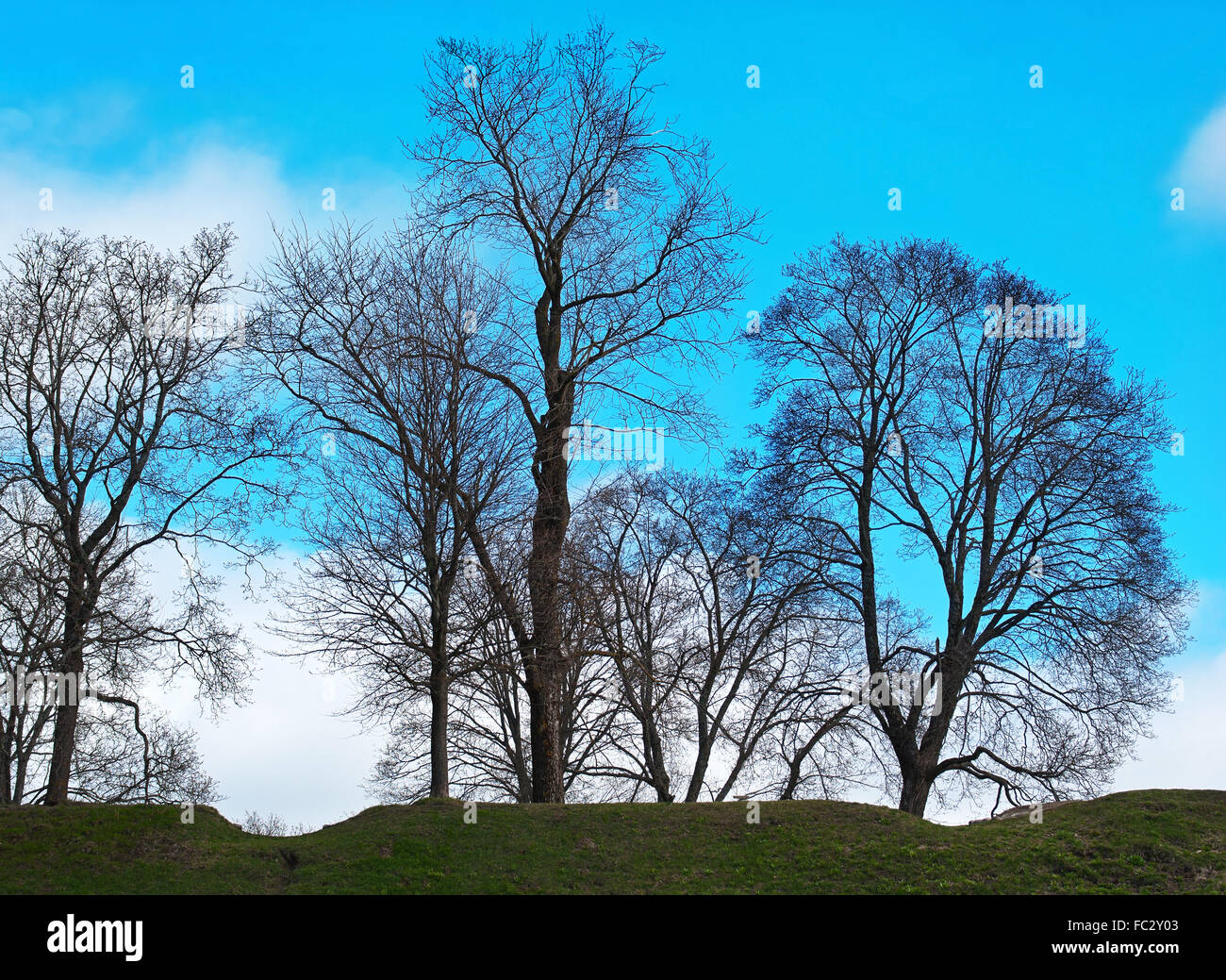Trees and sky Stock Photo - Alamy