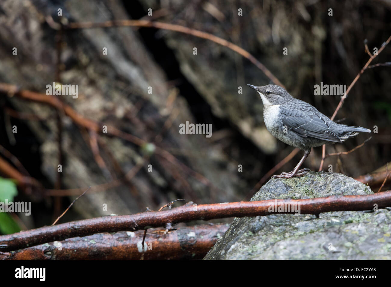 Juvenile dipper hi-res stock photography and images - Alamy