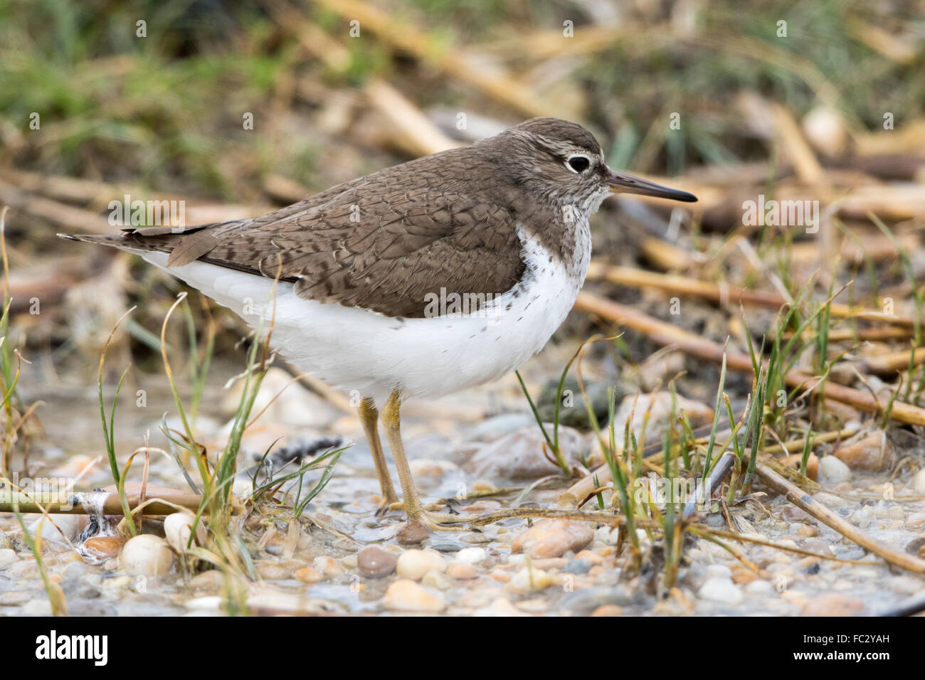 Common sandpiper europe hi-res stock photography and images - Alamy