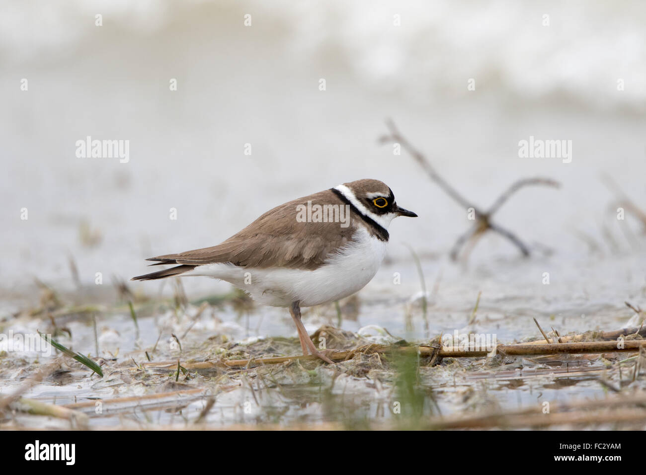 Little ringed plover Stock Photo - Alamy