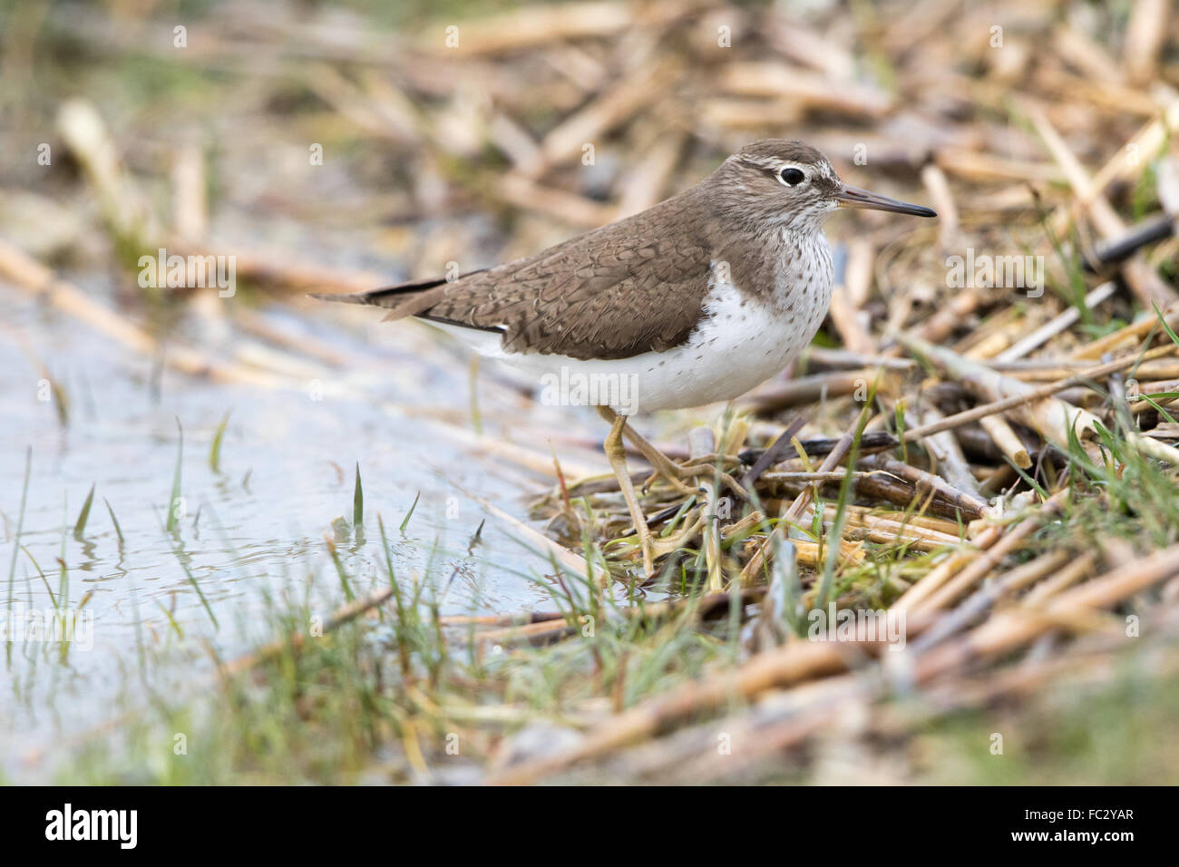 Common sandpiper hi-res stock photography and images - Alamy