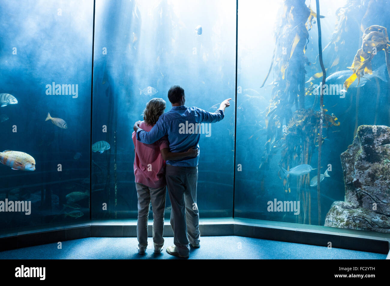 Wear view of couple looking at fish in the tank Stock Photo - Alamy