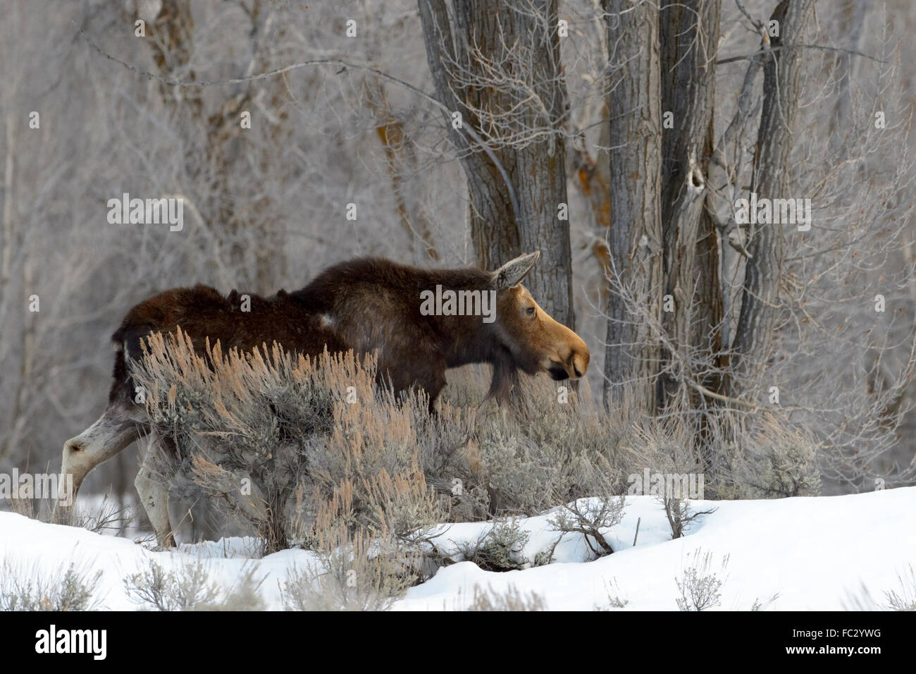Full body moose hi-res stock photography and images - Alamy