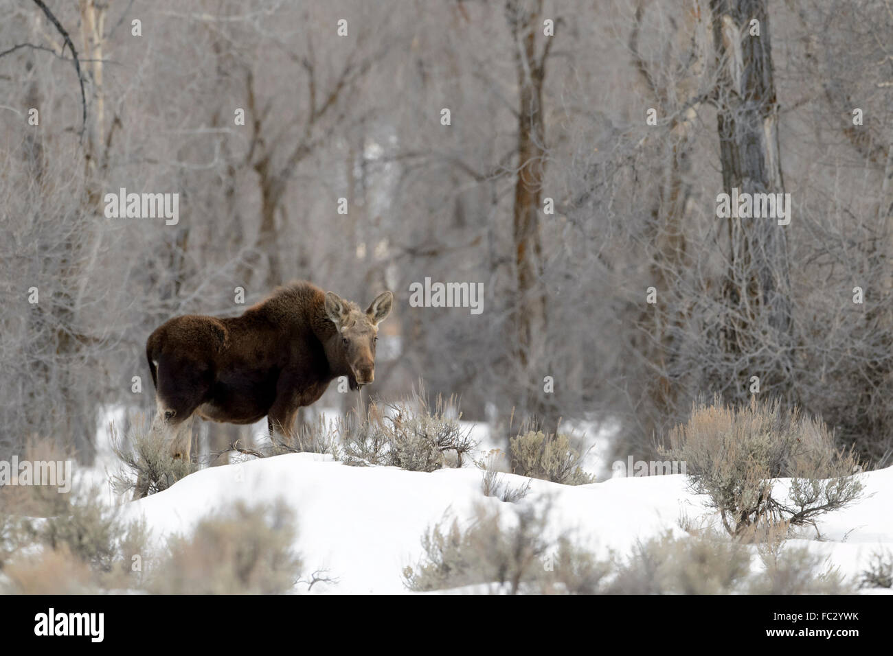 Moose (Alces alces) foraging in snow with cottonwood trees, Grand Teton ...