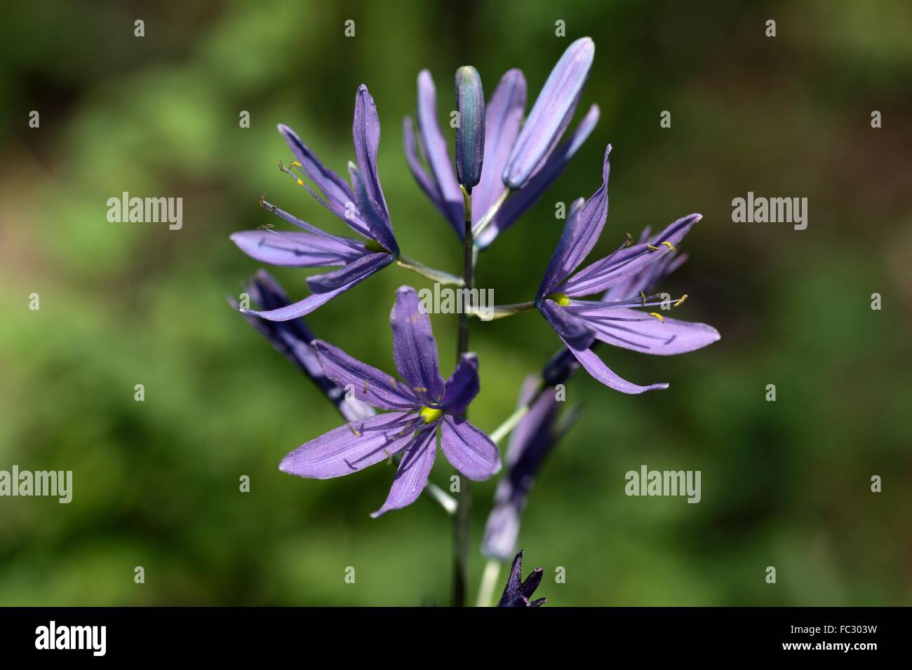 Camas flower hi-res stock photography and images - Alamy