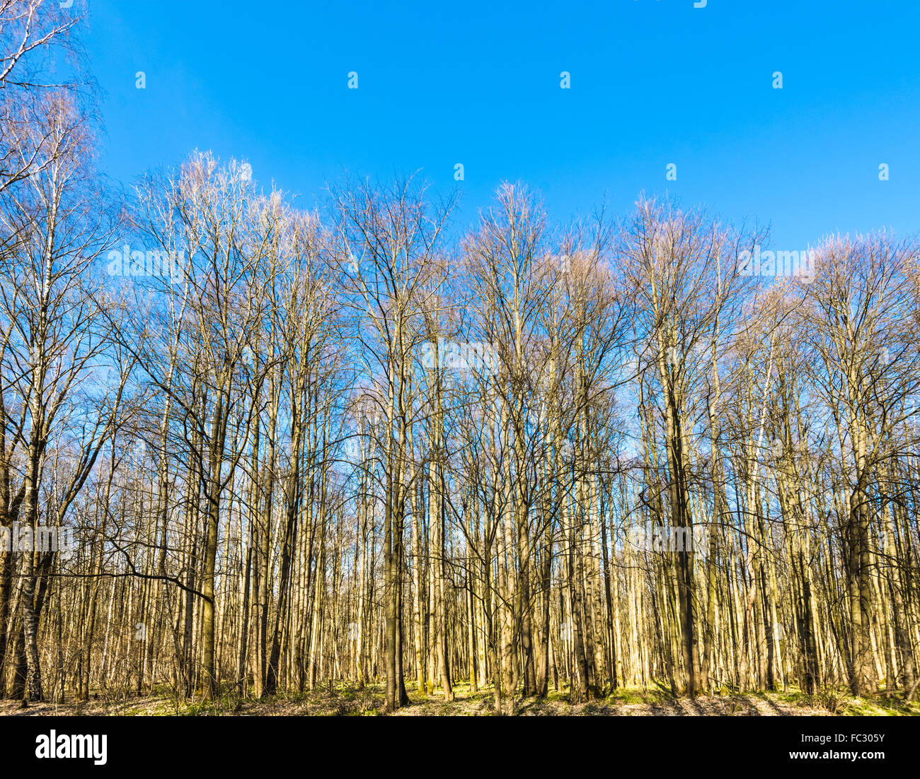 Russian birch trees hi-res stock photography and images - Alamy